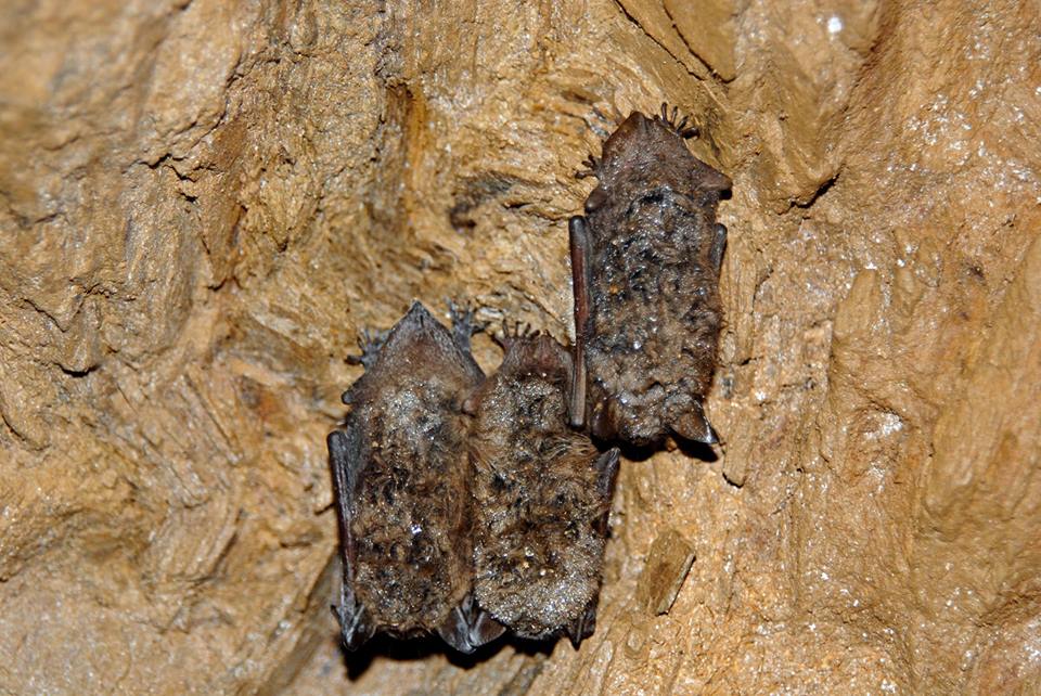 bats | Visit PA Great Outdoors