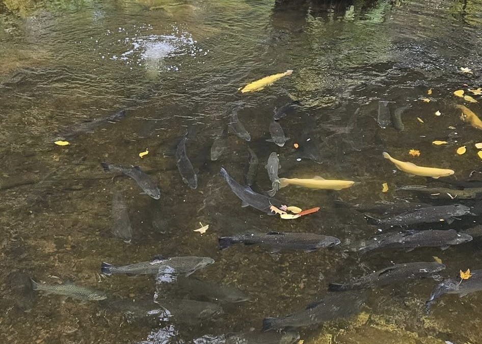big trout feeding | Visit PA Great Outdoors