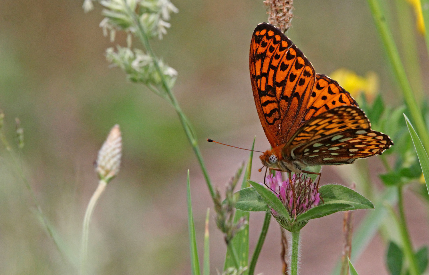 butterfly | Visit PA Great Outdoors