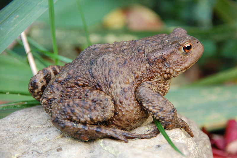 common toad | Visit PA Great Outdoors