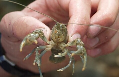 crawfish | Visit PA Great Outdoors