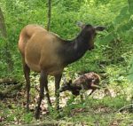 Elk Viewing - Elk County, PA | Visit PA Great Outdoors