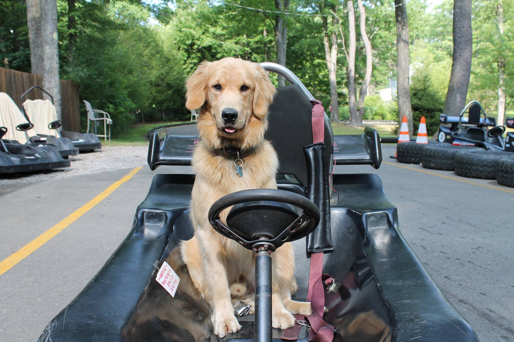 dog kart | Visit PA Great Outdoors