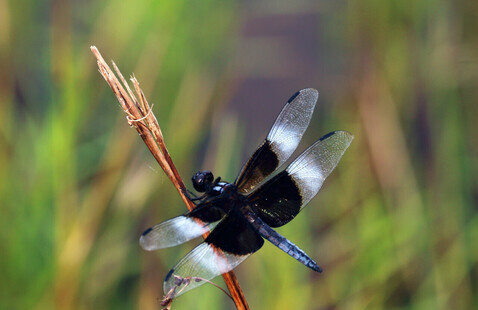 dragonfly | Visit PA Great Outdoors