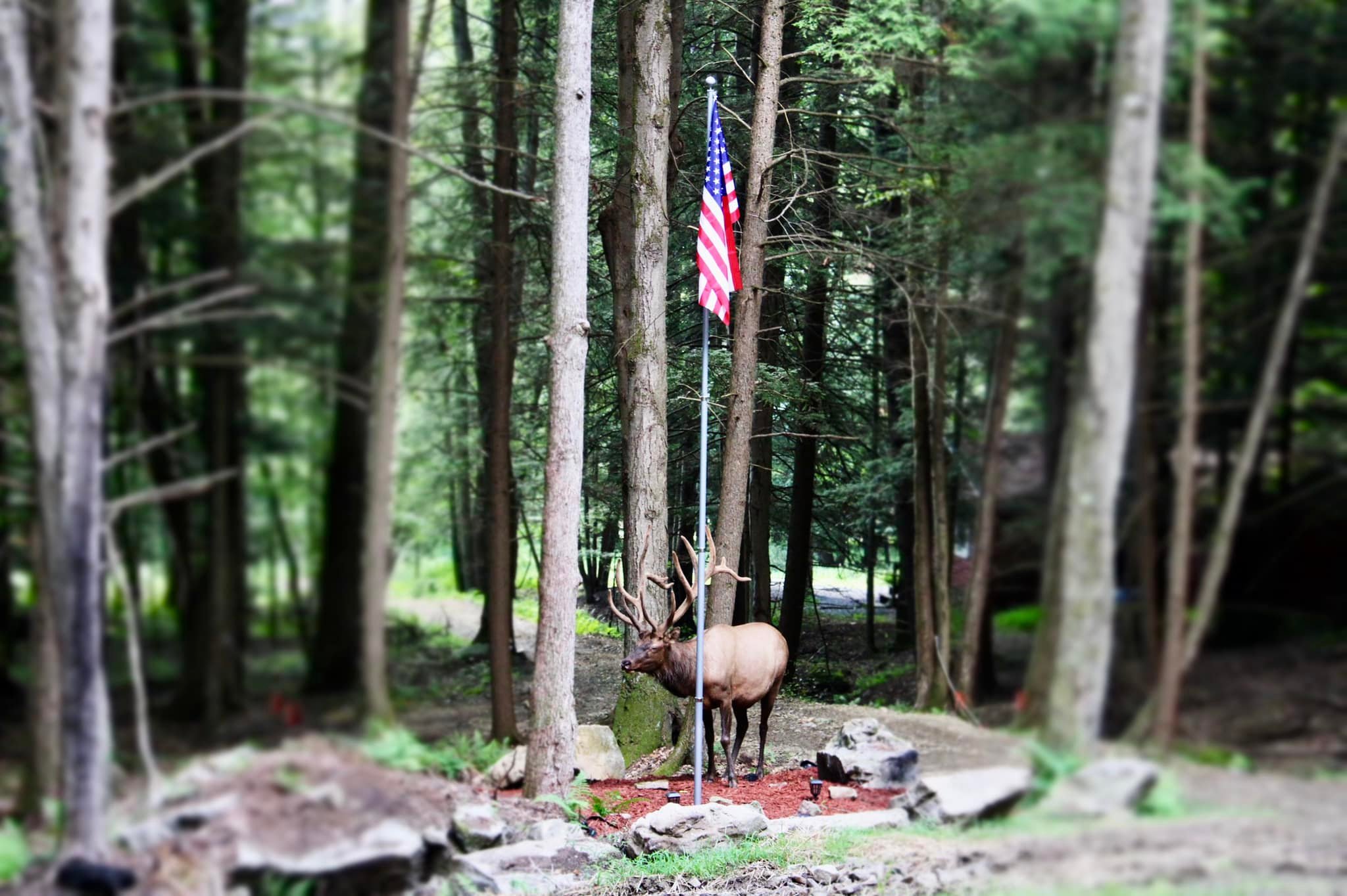 elk at the flag big rack rentals | Visit PA Great Outdoors
