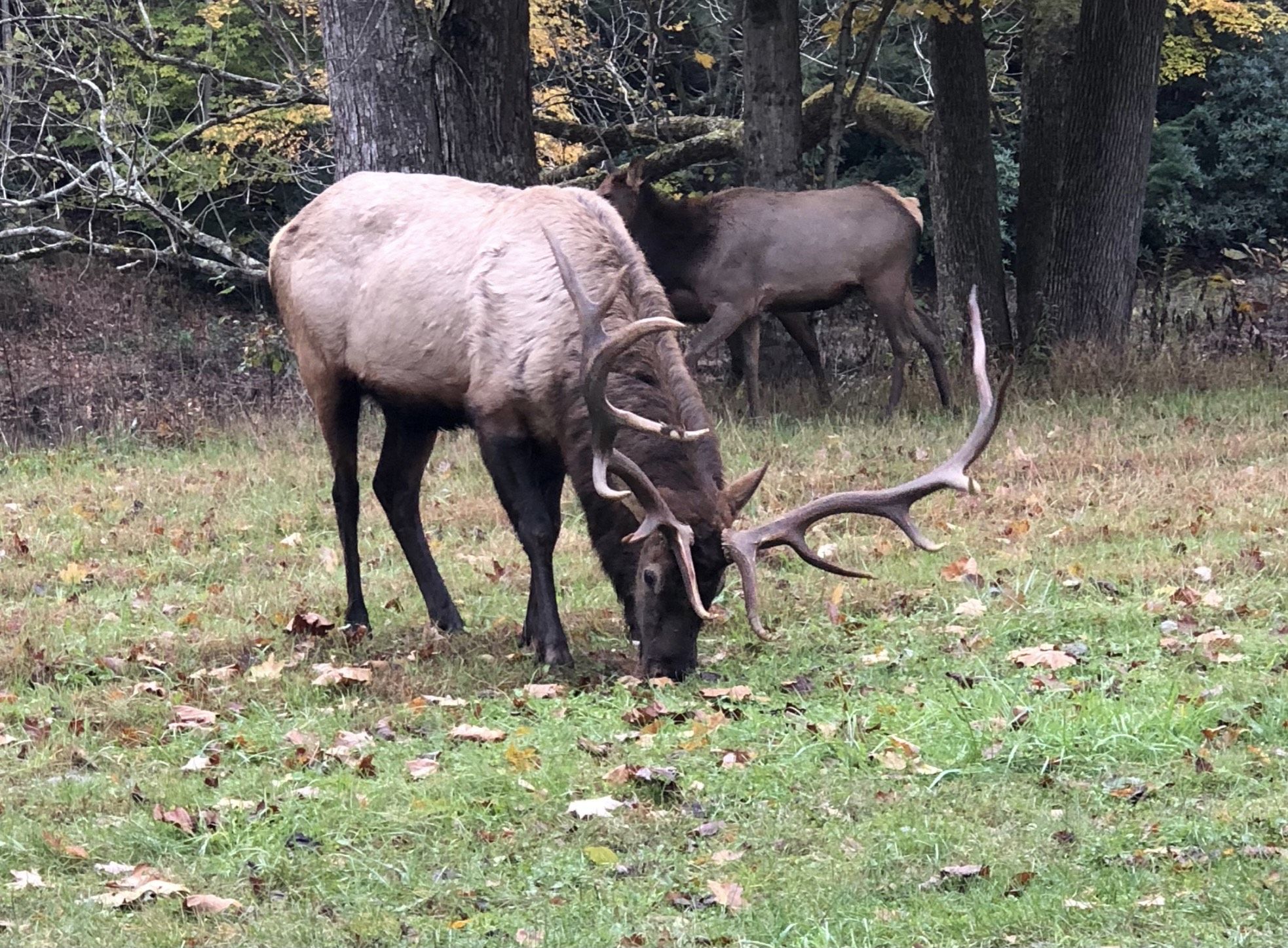 elk valley adventures elk | Visit PA Great Outdoors