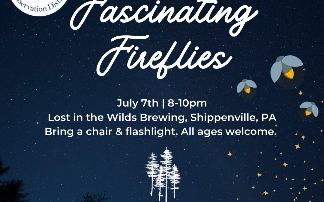 fireflies | Visit PA Great Outdoors