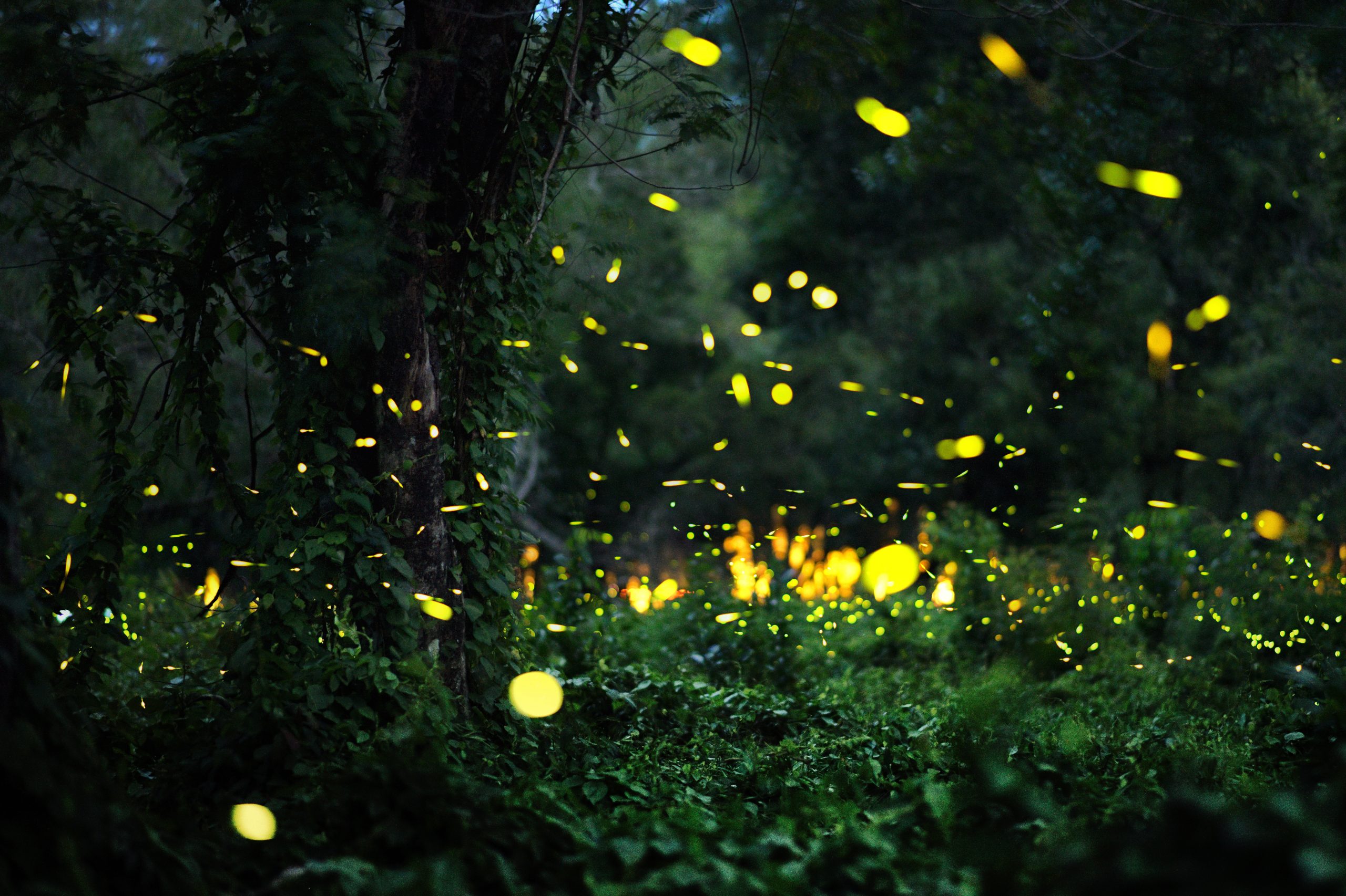 firefly in forrest | Visit PA Great Outdoors