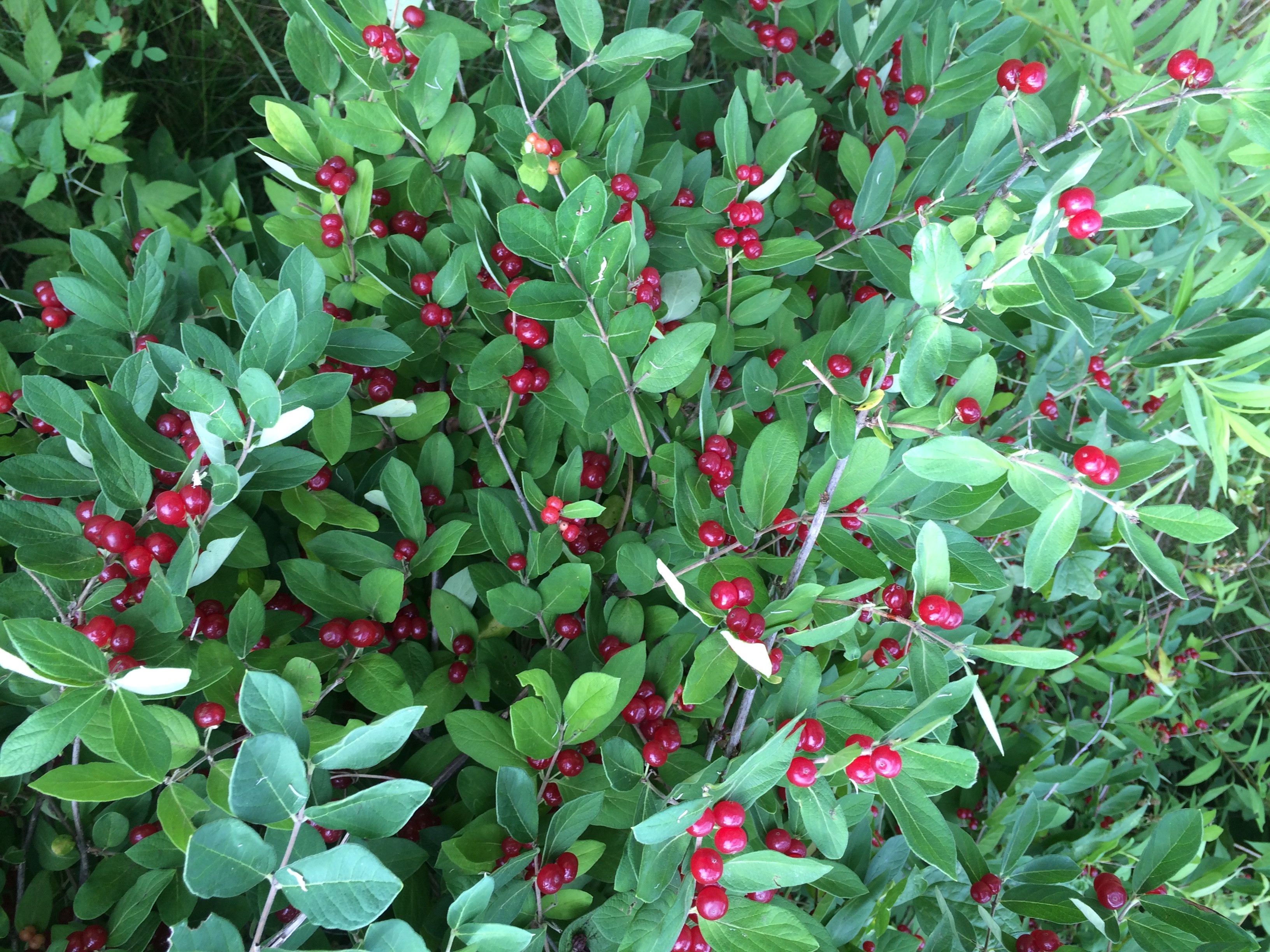 invasive plants of pa | Visit PA Great Outdoors