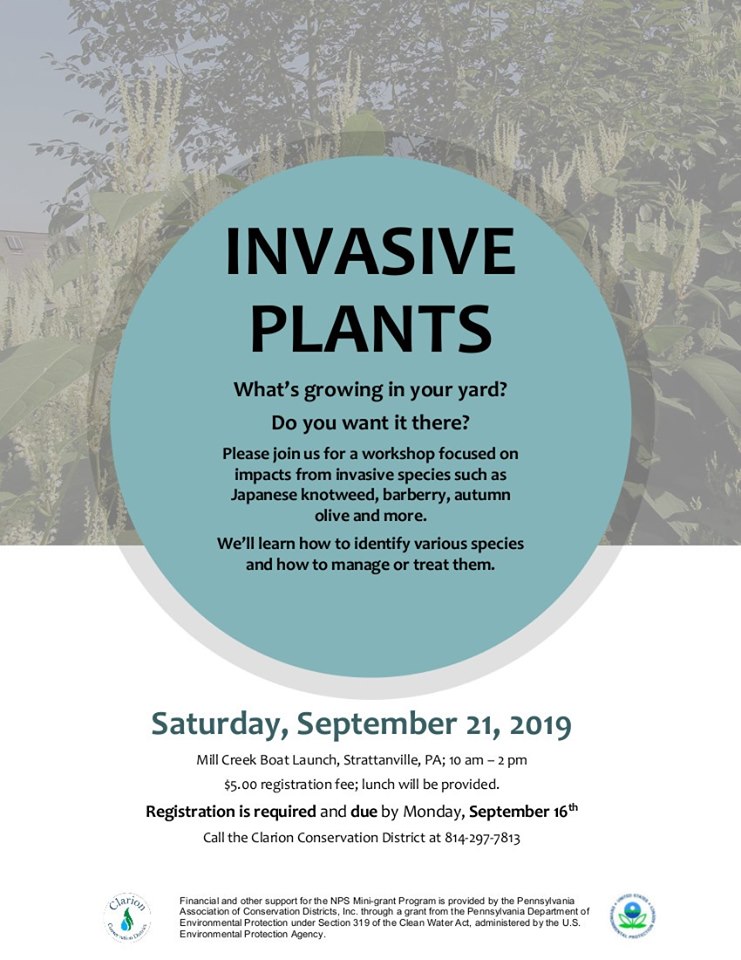 invasive plants | Visit PA Great Outdoors