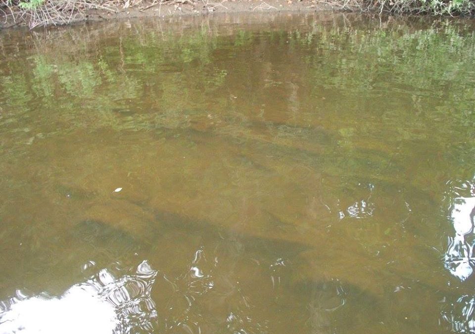 History of Hallton | Visit PA Great Outdoors