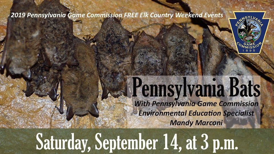pa bats | Visit PA Great Outdoors