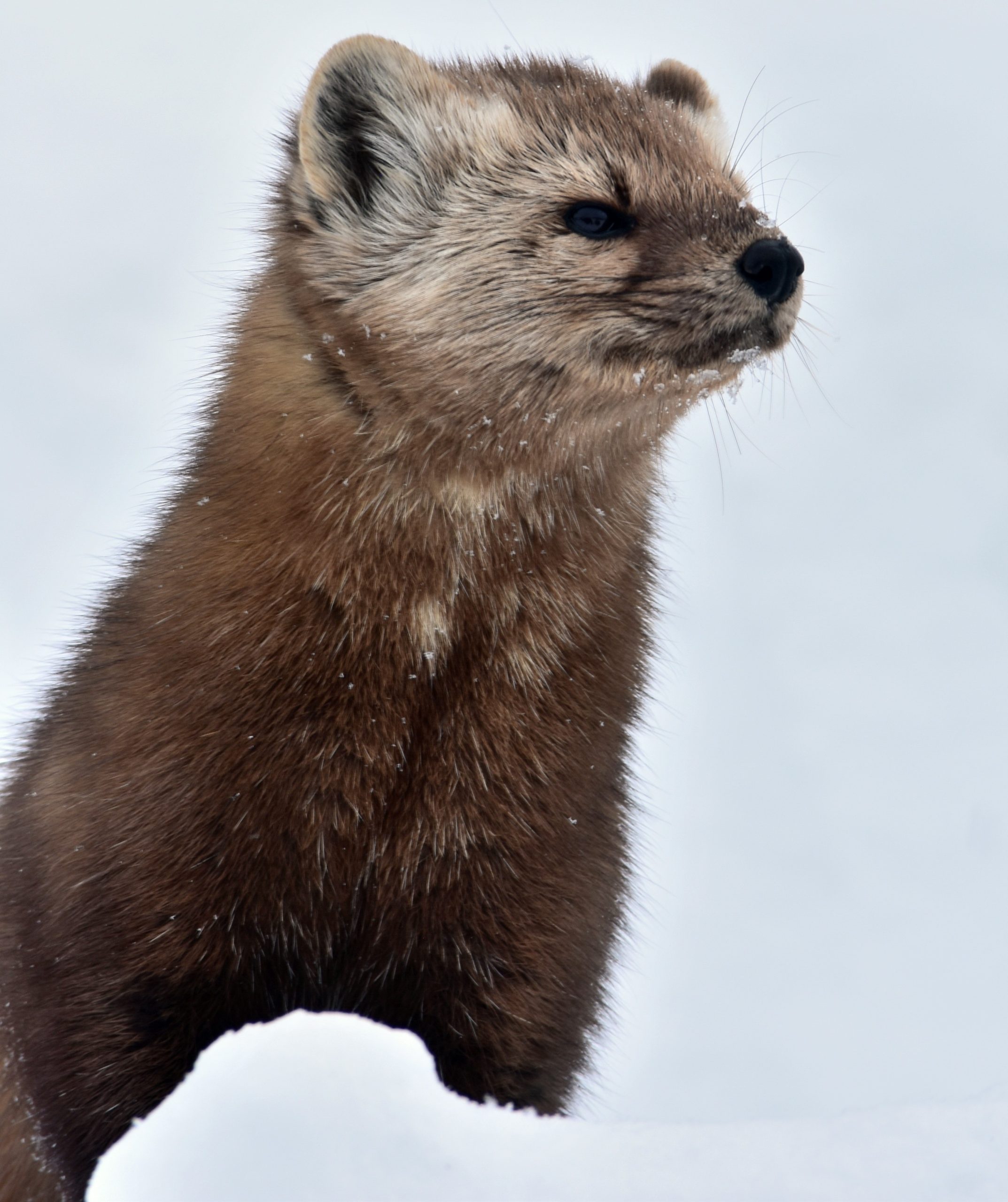 pine marten | Visit PA Great Outdoors