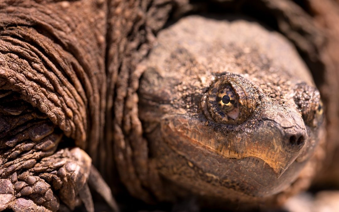 snapping turtle | Visit PA Great Outdoors