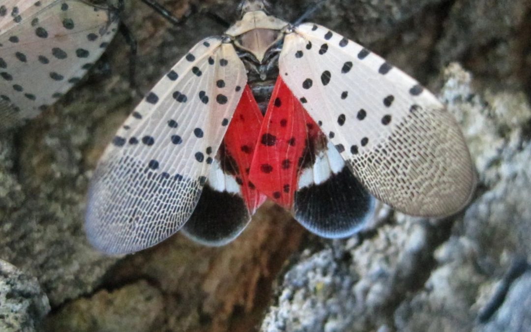 spotted lanternfly | Visit PA Great Outdoors