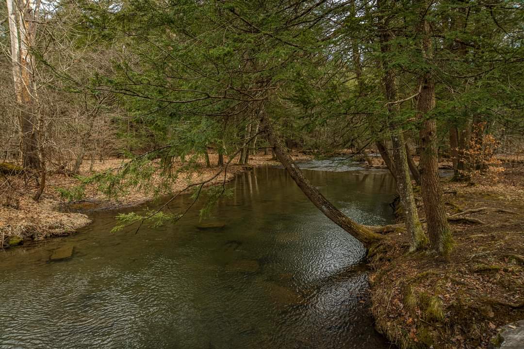 Pine Tree Natural Area | Visit PA Great Outdoors