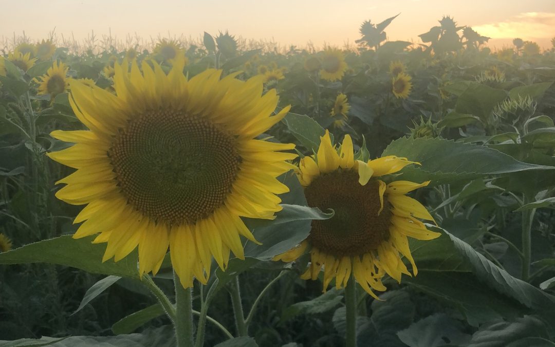 sunflowers | Visit PA Great Outdoors