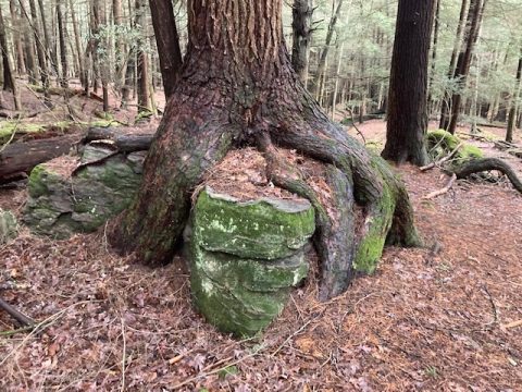 tree roots over rock Friends of Cook Forest | Visit PA Great Outdoors