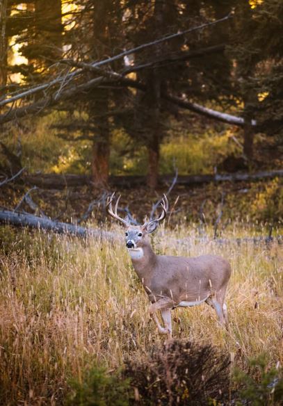 The Whitetail Rut | Visit PA Great Outdoors